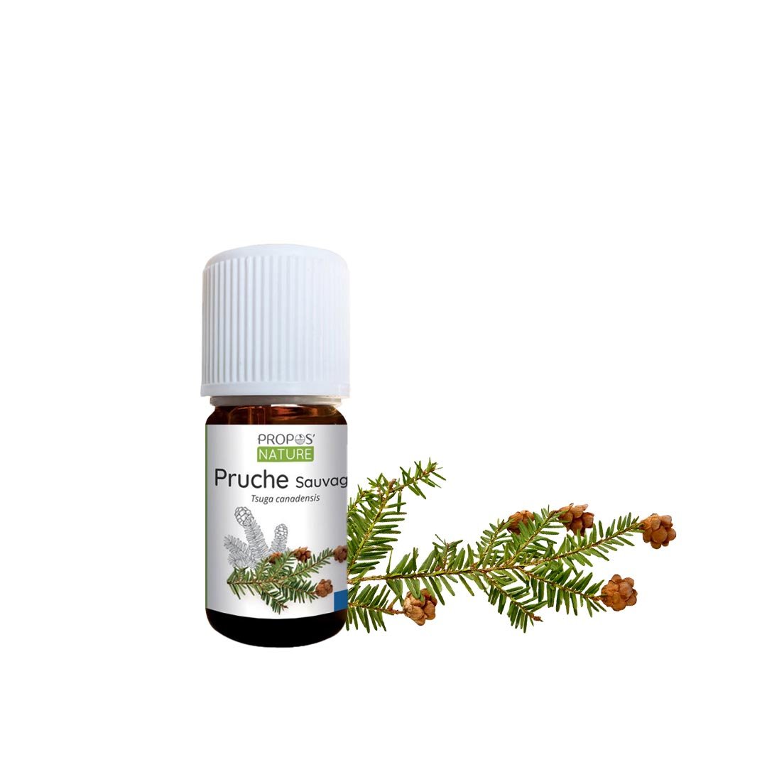 Hemlock Organic Essential Oil, 5ml - Elliotti